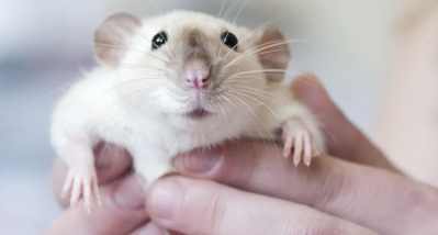 35 Rat Puns All Your 'Mouseketeers' Will Love