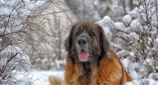 Leonberger Breed Profile: Care, Facts, and Personality Traits