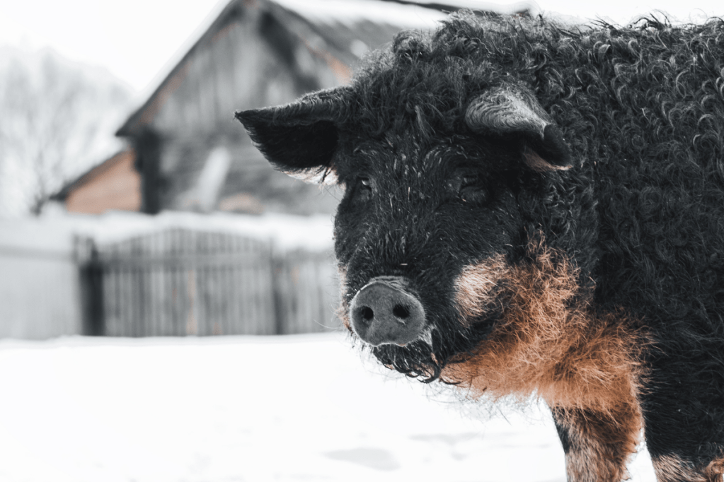 The Mangalitsa: The "Sheep Pig" That Acts Like a Dog