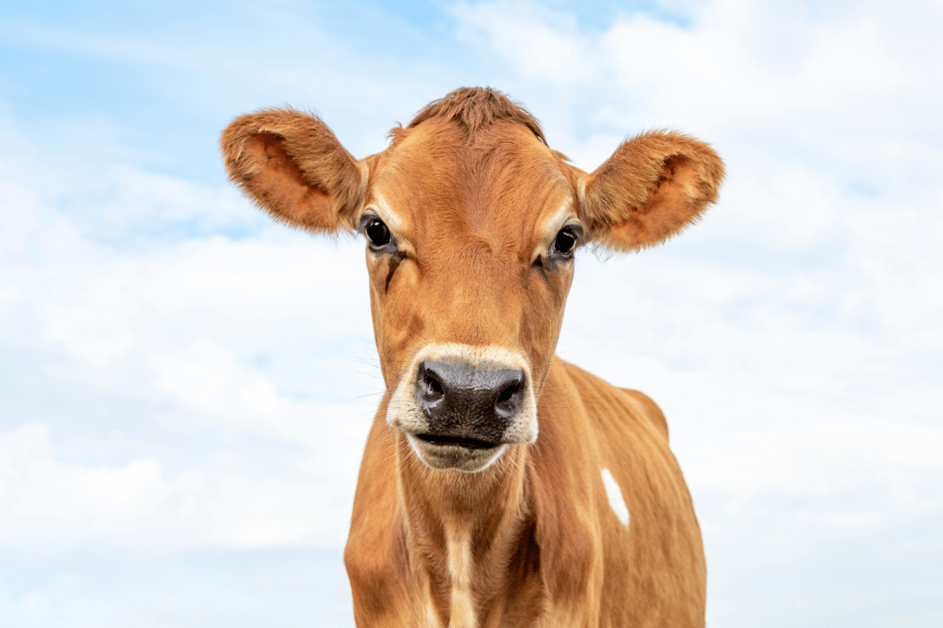 Jersey Cow: Identification, Care, and a Brief Breed History