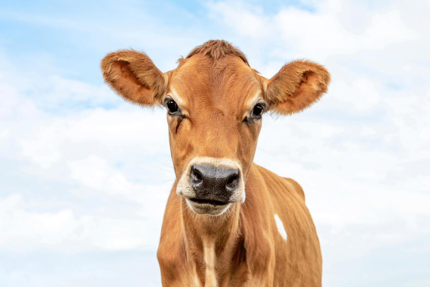 Jersey Cow: Identification, Care, and a Brief Breed History