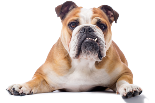 10 Stinkiest Dog Breeds And What's Causing Those Odors