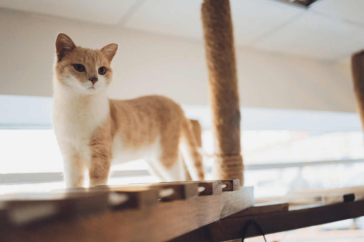 12 Tiny Cat Breeds That Forever Look Like Cuddly Kittens