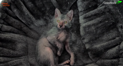 Werewolf Cats: The Lykoi Breed History, Fast Facts About Them