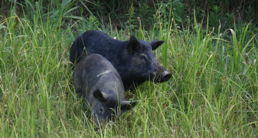 Texas Woman Attacked and Killed by Feral Hogs - Wide Open Spaces