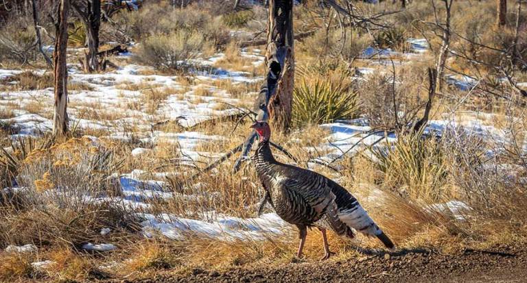Fall Turkey Hunting: 4 Tips That Ought to Work Wonders This Time of ...