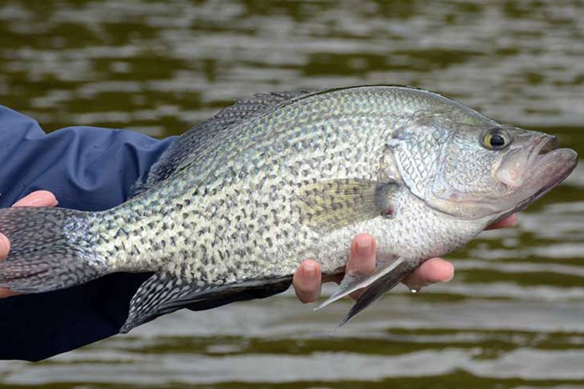 Panfish Lures: 12 Best Options for Beginner Anglers