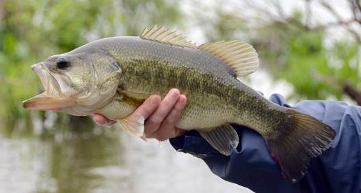 13-Pound Bass Landed in Texas' Twin Buttes Reservoir - Wide Open Spaces