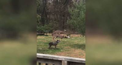 These Trail Camera Photos of Deer are Just Plain Weird - Wide Open Spaces