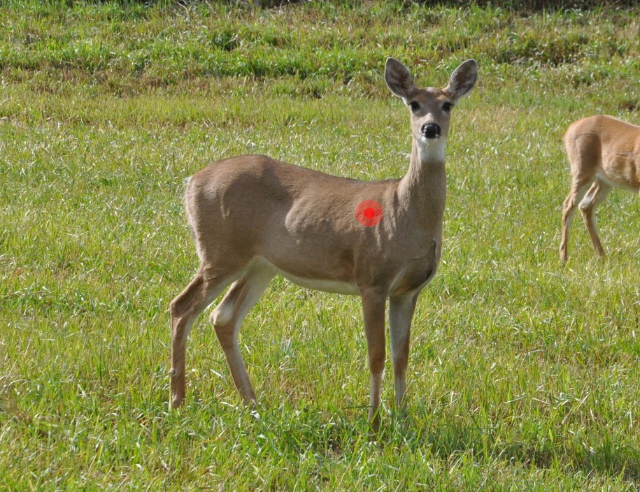 Where to Shoot a Deer for a Quick and Humane Kill