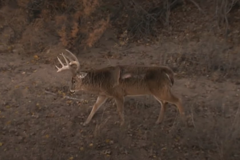 Was This a Possible World-Record Deer Spotted a While Back in Indiana ...