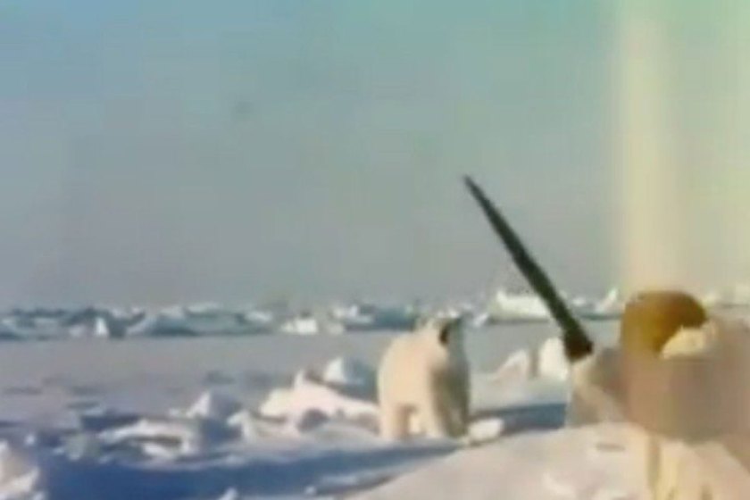 Fred Bear Takes Polar Bear With Recurve Bow - Wide Open Spaces