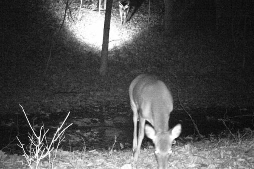 Trail Camera Captures Another Trail Camera Capturing an Image of a Buck ...