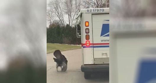 Turkey Chases Wisconsin Mail Carrier Every Day - Wide Open Spaces