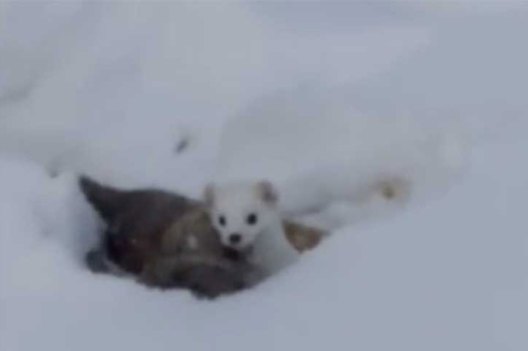 Weasel Attacks a Clueless Cottontail in the Snow - Wide Open Spaces