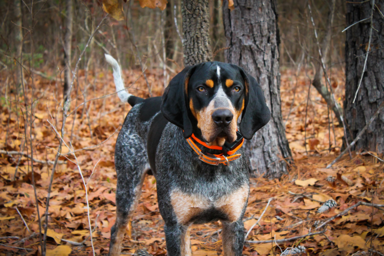 Coonhound: Types, Characteristics + FAQs of This Popular Hunting Dog