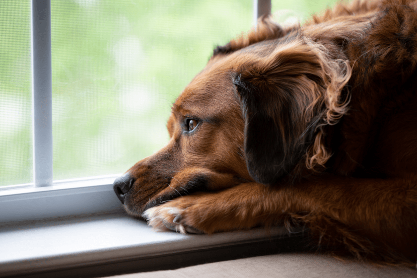 Dog Depression: 5 Warning Signs and Helpful Treatment Options