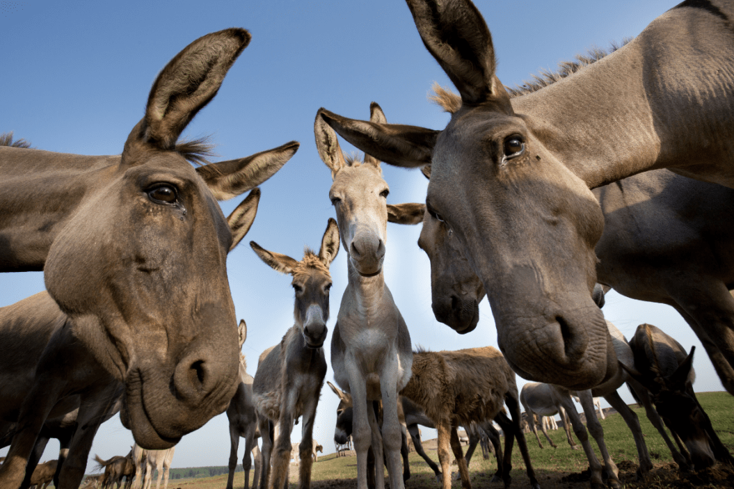 Donkey vs. Mule: Backgrounds, Genetics + Physical Differences