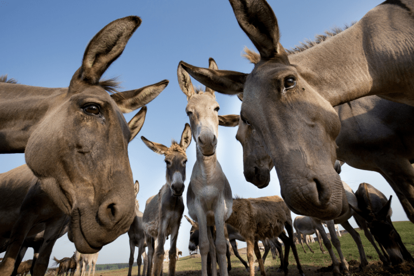 Donkey vs. Mule: Backgrounds, Genetics + Physical Differences