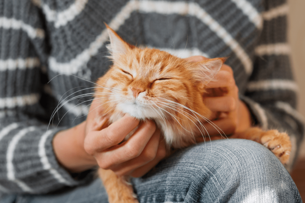 Friendliest Cat Breeds: 15 Lap-Loving Felines to Replace Your Dog
