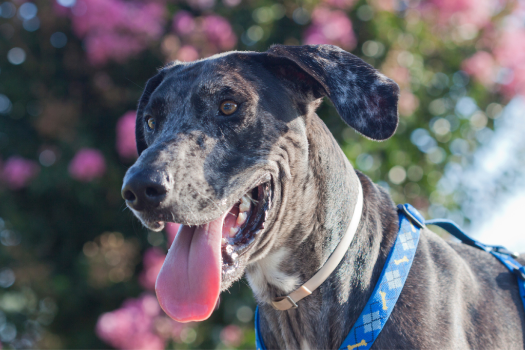 Great Danes Breed : History, Care & Surprising Service Dog Candidate