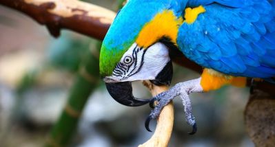 Blue Parrot Species: 5 Beautiful Birds to Keep as Pets