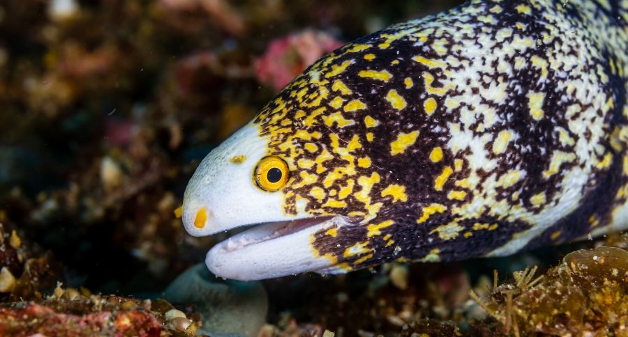 Snowflake Eels: Tankmates, Habitat and Overall Care