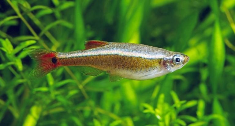 White Cloud Mountain Minnows: Care, Size, Lifespan and Tankmates