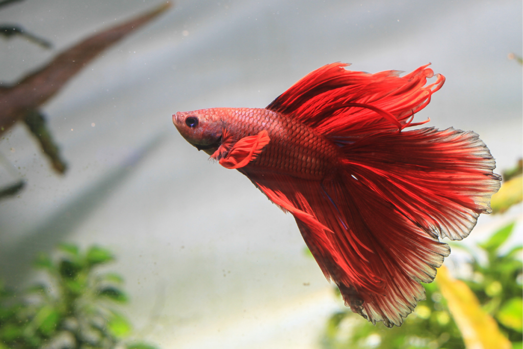 Swim Bladder Disease in Fish: The Who, What, Where, and Why