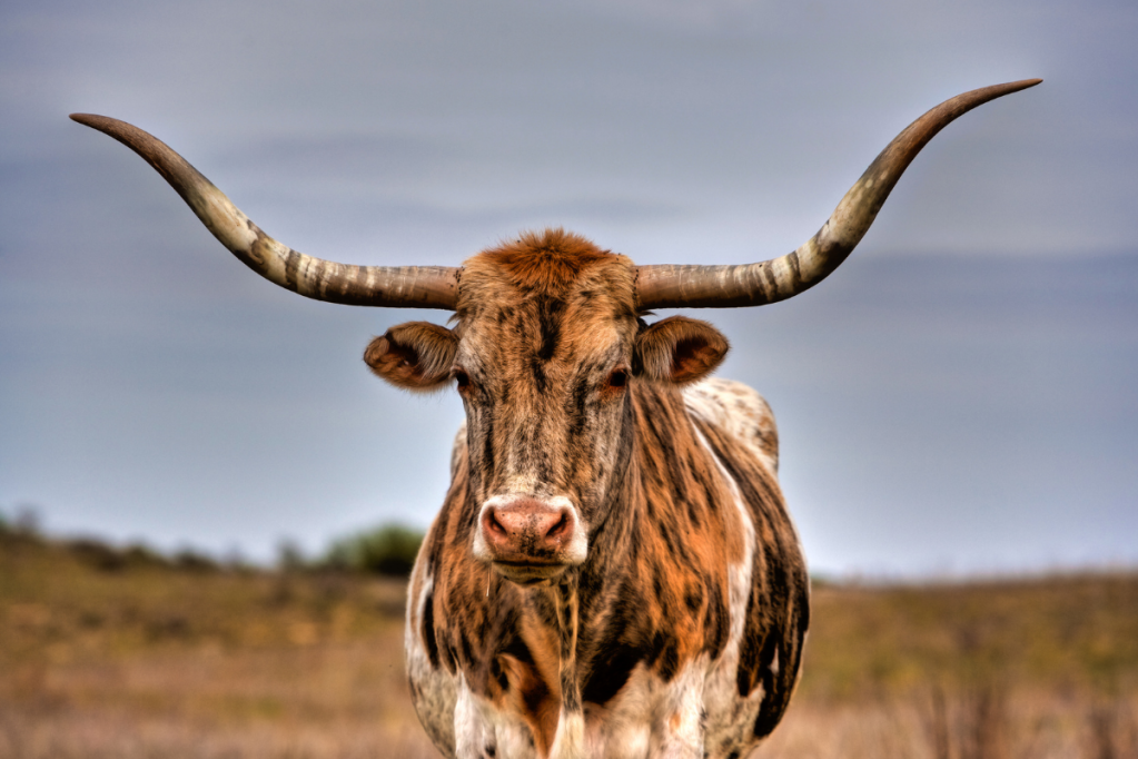 Texas Longhorn Cattle: 12 Facts, Like They Aren't Actually From Texas!