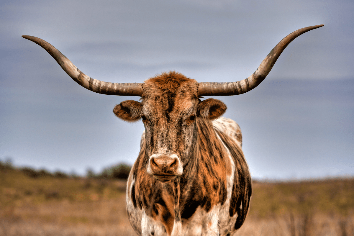Texas Longhorn Cattle: 12 Facts, Like They Aren't Actually From Texas!
