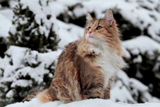 Norwegian Forest Cat: Everything You Need to Know About the Breed