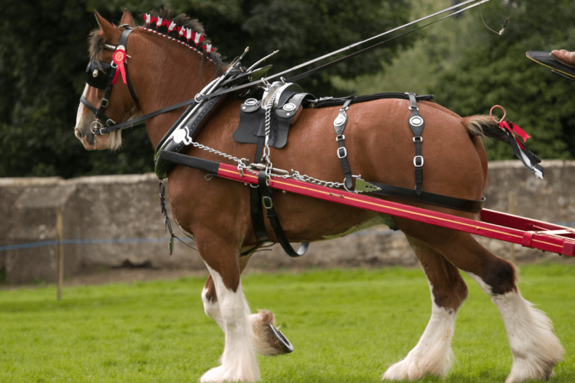 Clydesdale Horses: History, Traits, and Budweiser's Famous Steeds