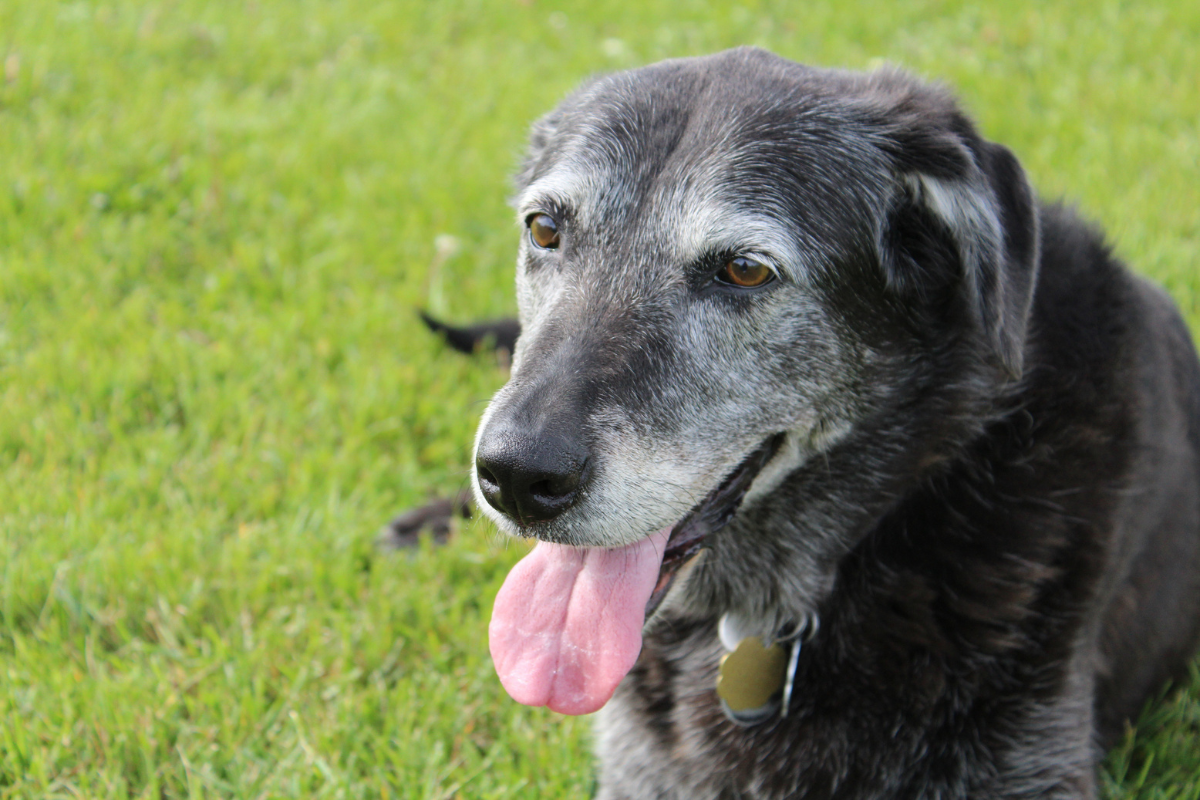 Dog Panting: Why Dogs Do It and When It's Cause for Concern