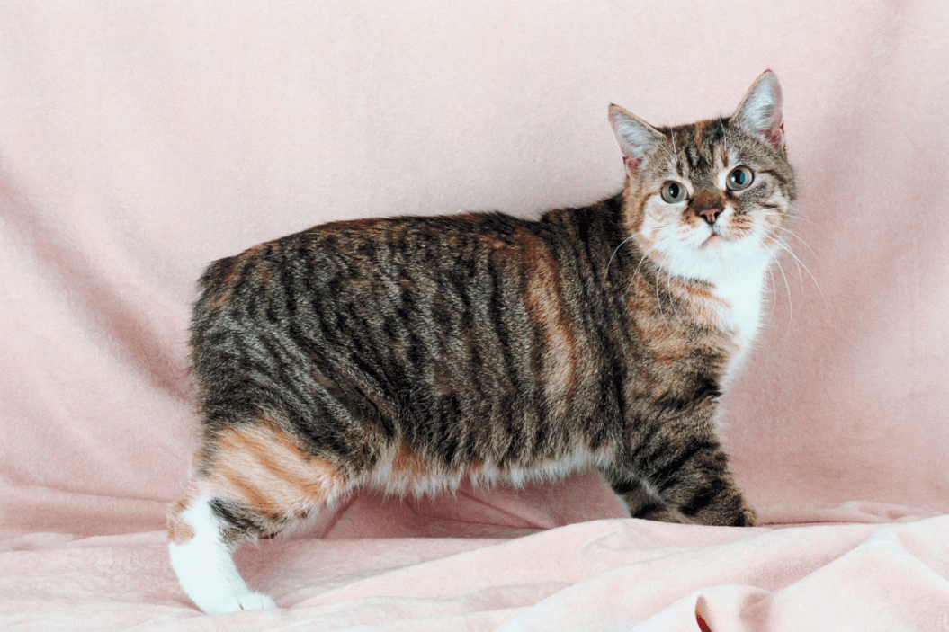 Manx Cats: Breed History, Characteristics, Behavior and More!