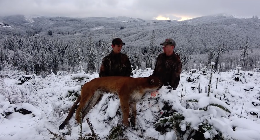 Hunter Uses Electronic Call In Successful Oregon Cougar Hunt - Wide ...