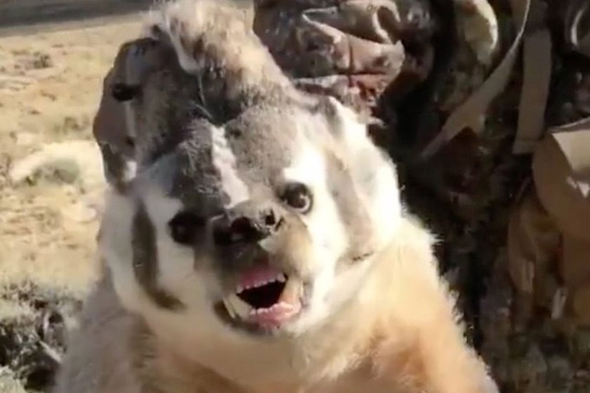 Hunter Catches Angry Badger With His Bare Hands - Wide Open Spaces