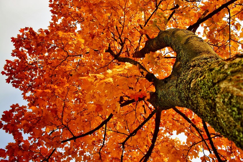 Tree ID: 5 Trees All Outdoorsmen Should Be Able to Recognize - Wide ...