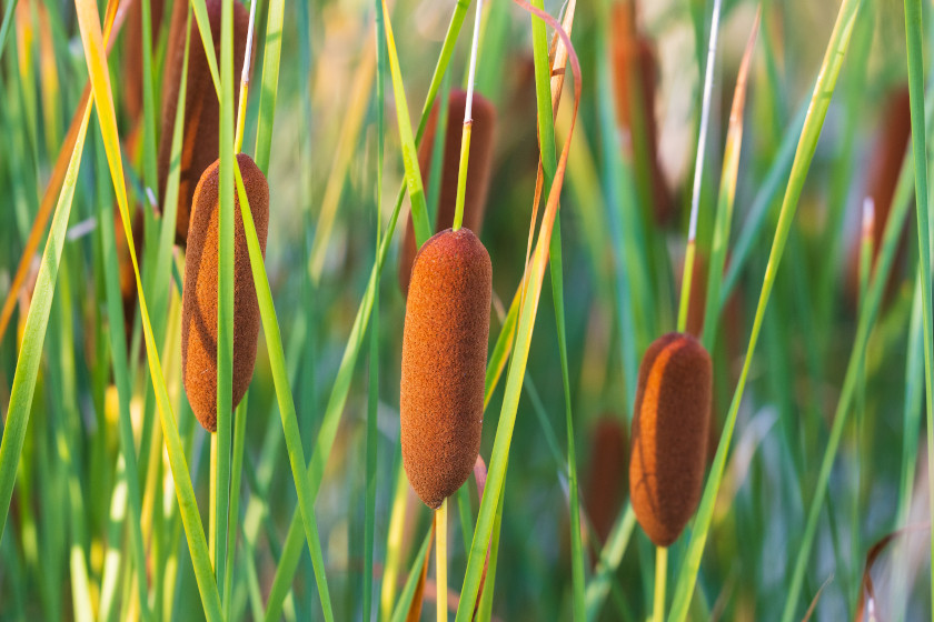 Cattails Are a Little-Known Survival Smorgasbord