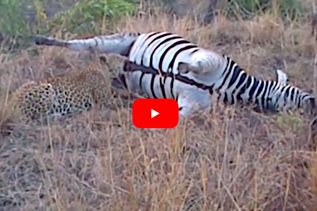 Dead Zebra Has a Nasty Surprise Waiting for This Leopard - Wide Open Spaces