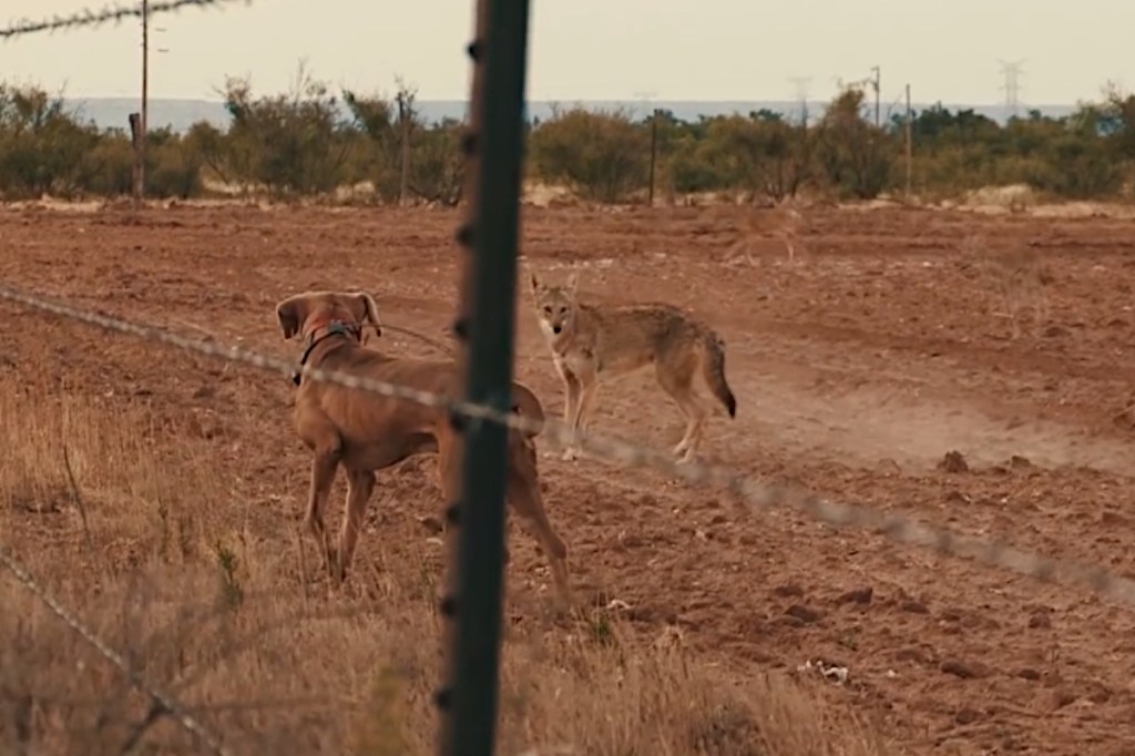 Decoying Coyotes with Domesticated Dogs Ends With a Predator Headshot ...