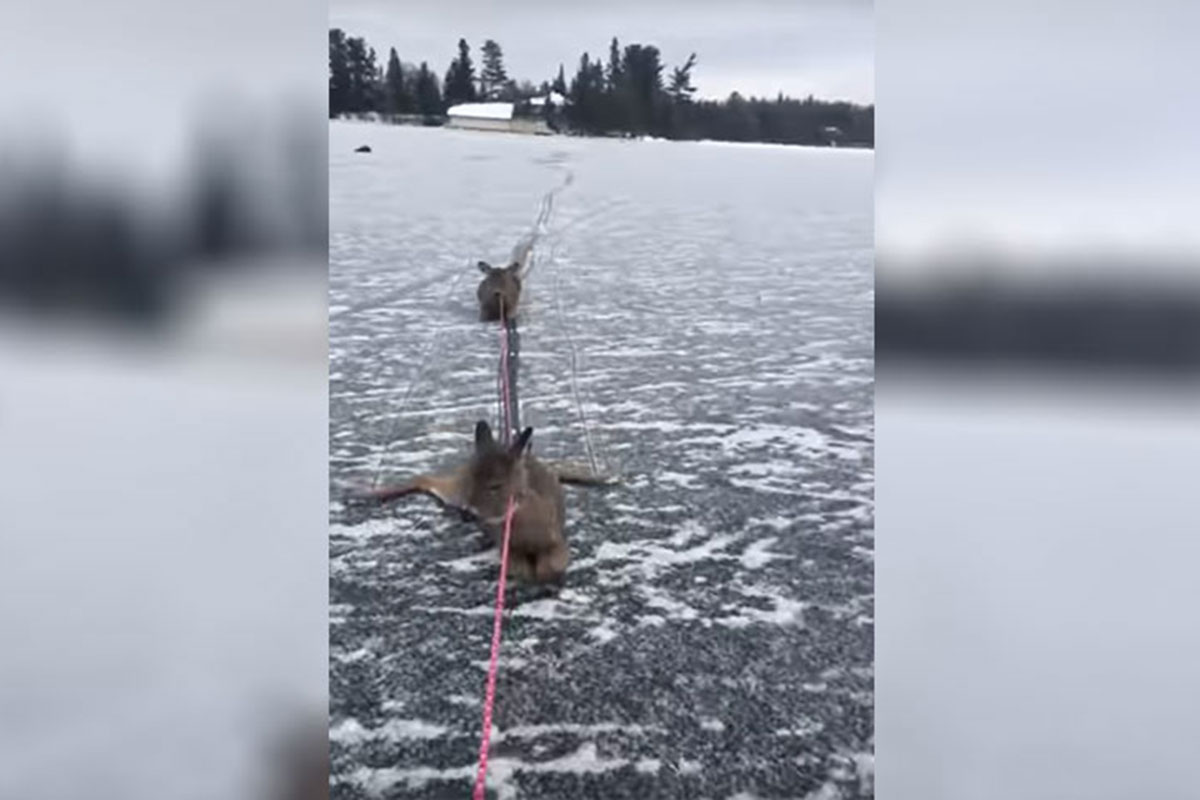 Ice Skater Saves the Day for Group of Deer Stuck on Ice in Canada ...