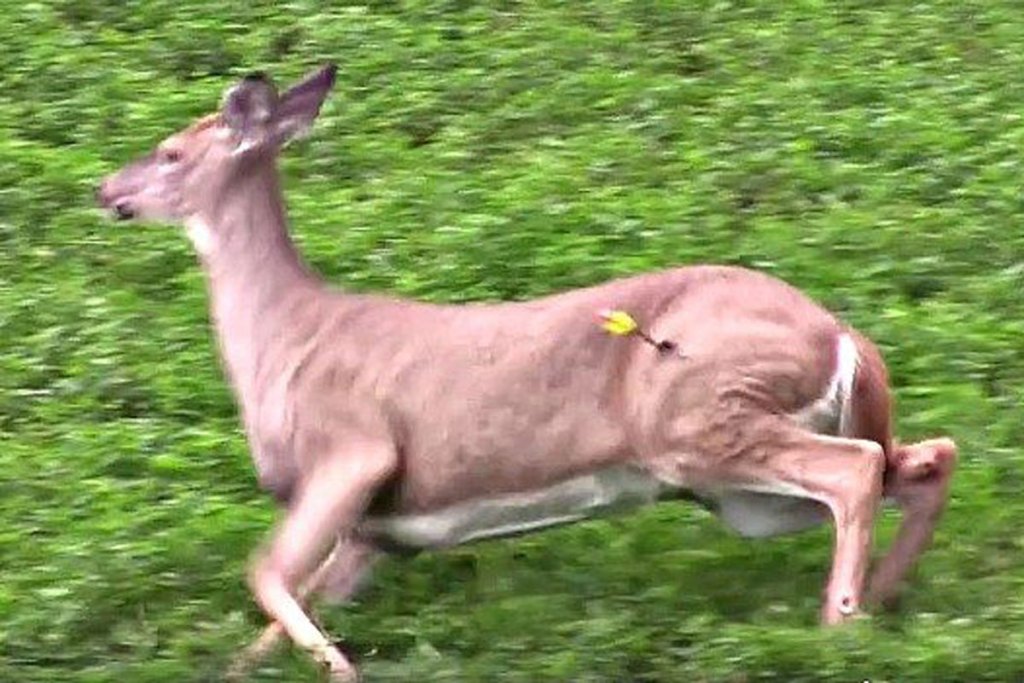 KNOW THE VITALS: Where to Effectively Aim On Deer with Bow or Gun for ...