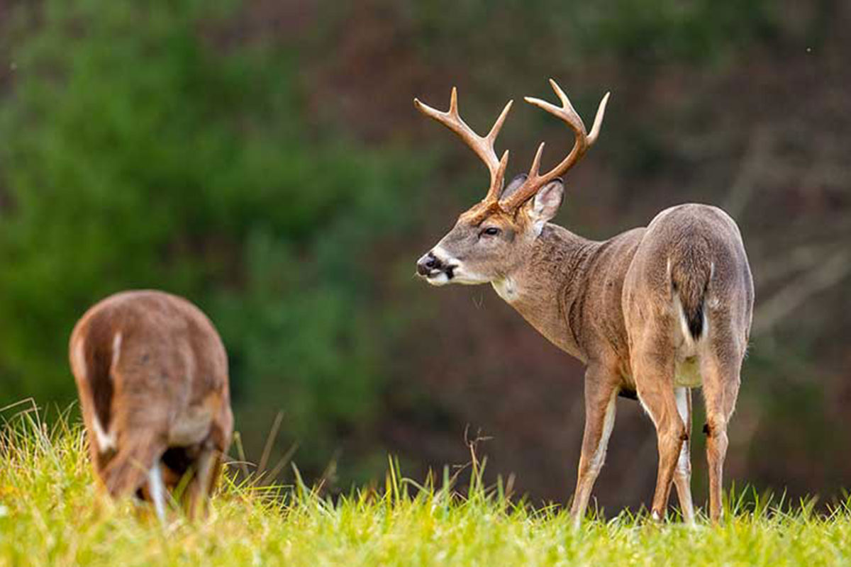 Human Urine: Does it Help or Hurt Deer Hunting? - Wide Open Spaces