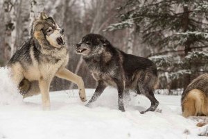 Here's What You Need to Know About the Top 5 North American Predators