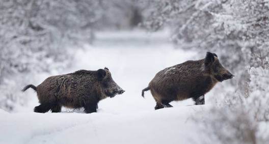 Winter Hog Hunting Tips and Tricks - Wide Open Spaces
