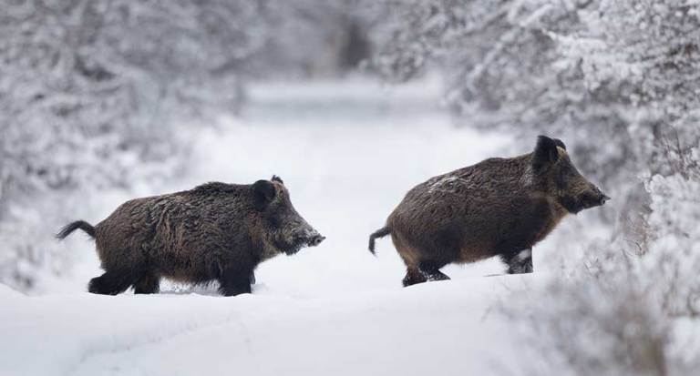 Winter Hog Hunting Tips and Tricks - Wide Open Spaces