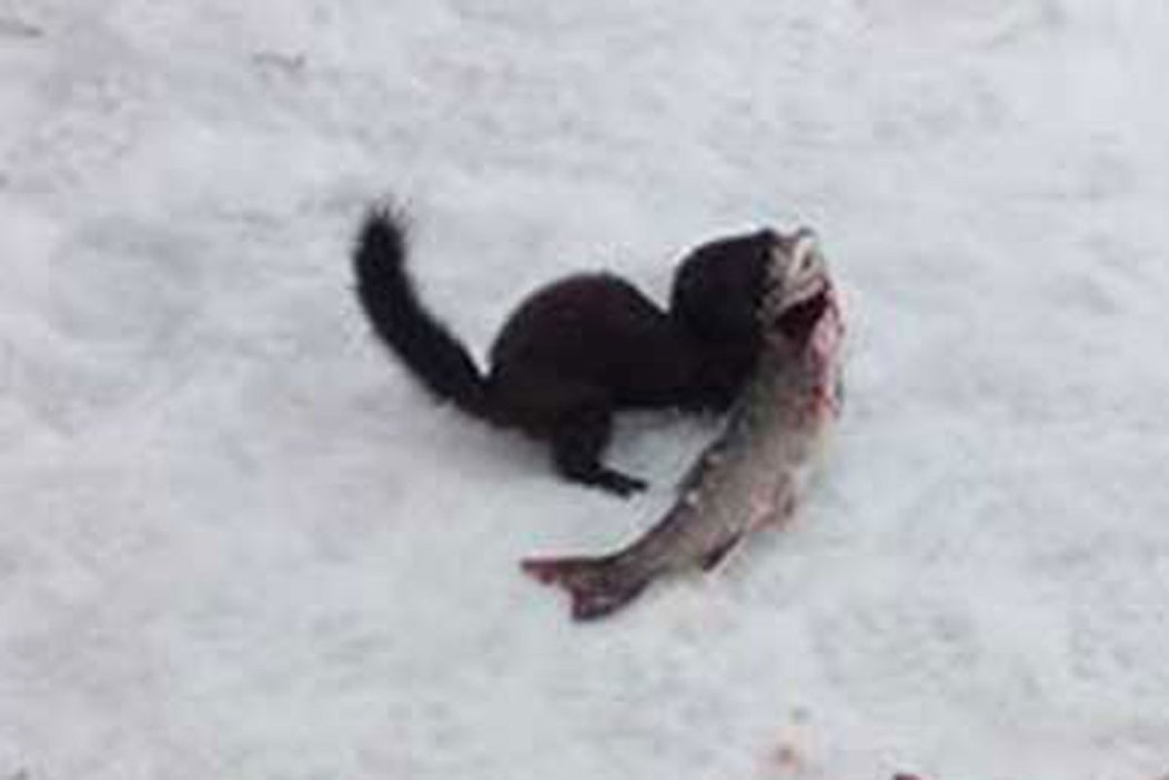 Mischievous Mink Tries to Steal Fish in Broad Daylight - Wide Open Spaces