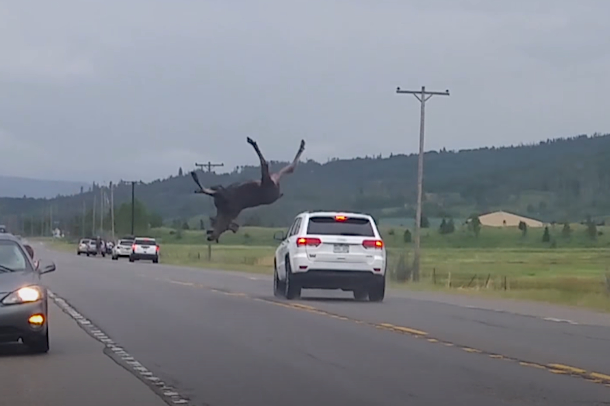 SUV Launches Moose Airborne After Frightening Collision - Wide Open Spaces