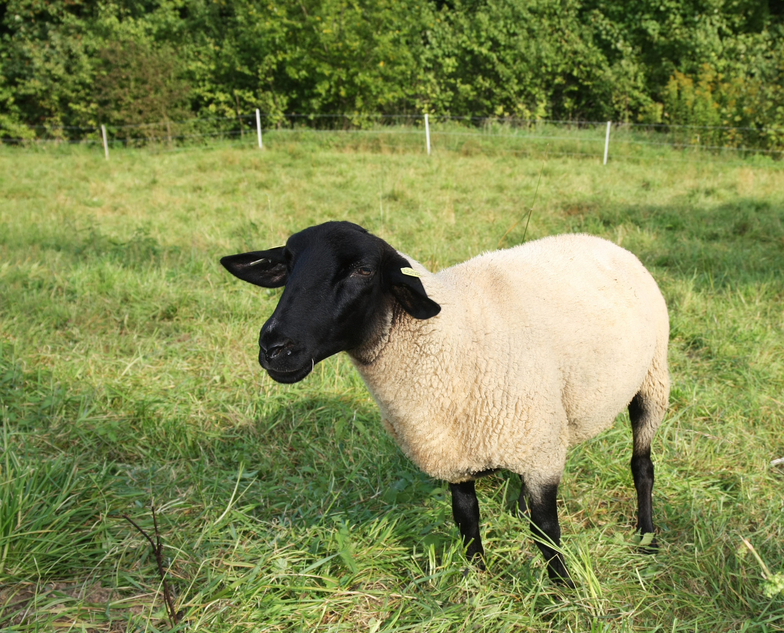 Dorper Sheep: Characteristics and Breed Overview